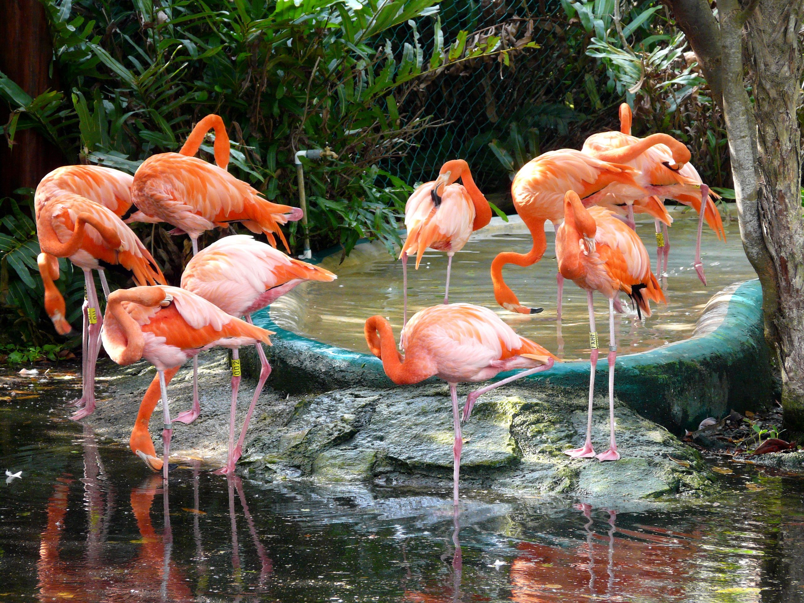flamingo 2 | SpiritHeal Institute SpiritHeal Institute - Medical ...